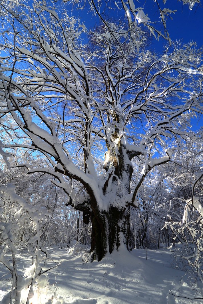 VIDEO Ona nije najstarija, ali je najveća lipa, a i drvo u Hrvatskoj ...