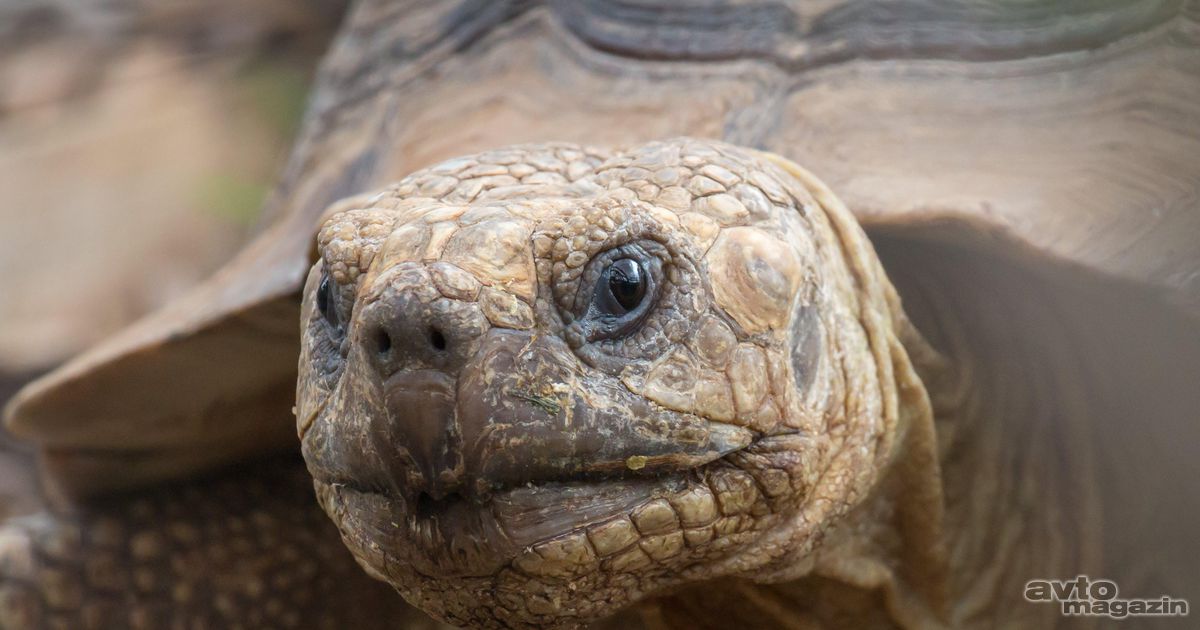 VIDEO! Najstarija kopnena životinja na svijetu slavi rođendan (pogodite ...