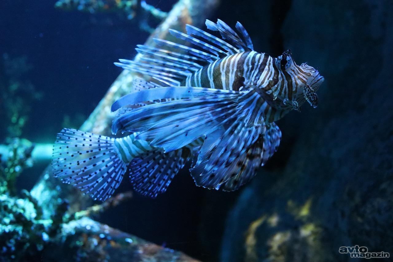 Uzbuna na Jadranu: u moru uočene otrovne ribe, stručnjaci upozoravaju ...