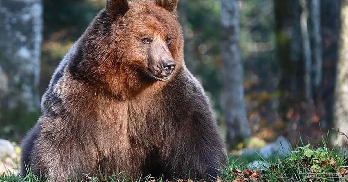 Kamera iz Kočevske šume: Svi su gledali u golemog medvjeda, ali nitko ...